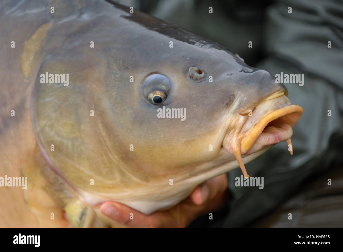 Fished hi-res stock photography and images - Alamy