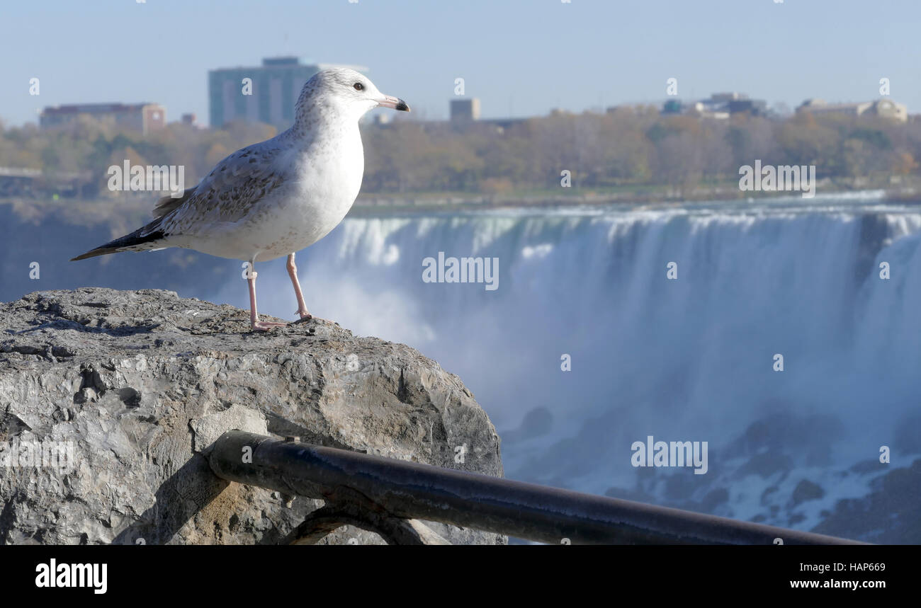 Seagull at niagara falls hi-res stock photography and images - Alamy