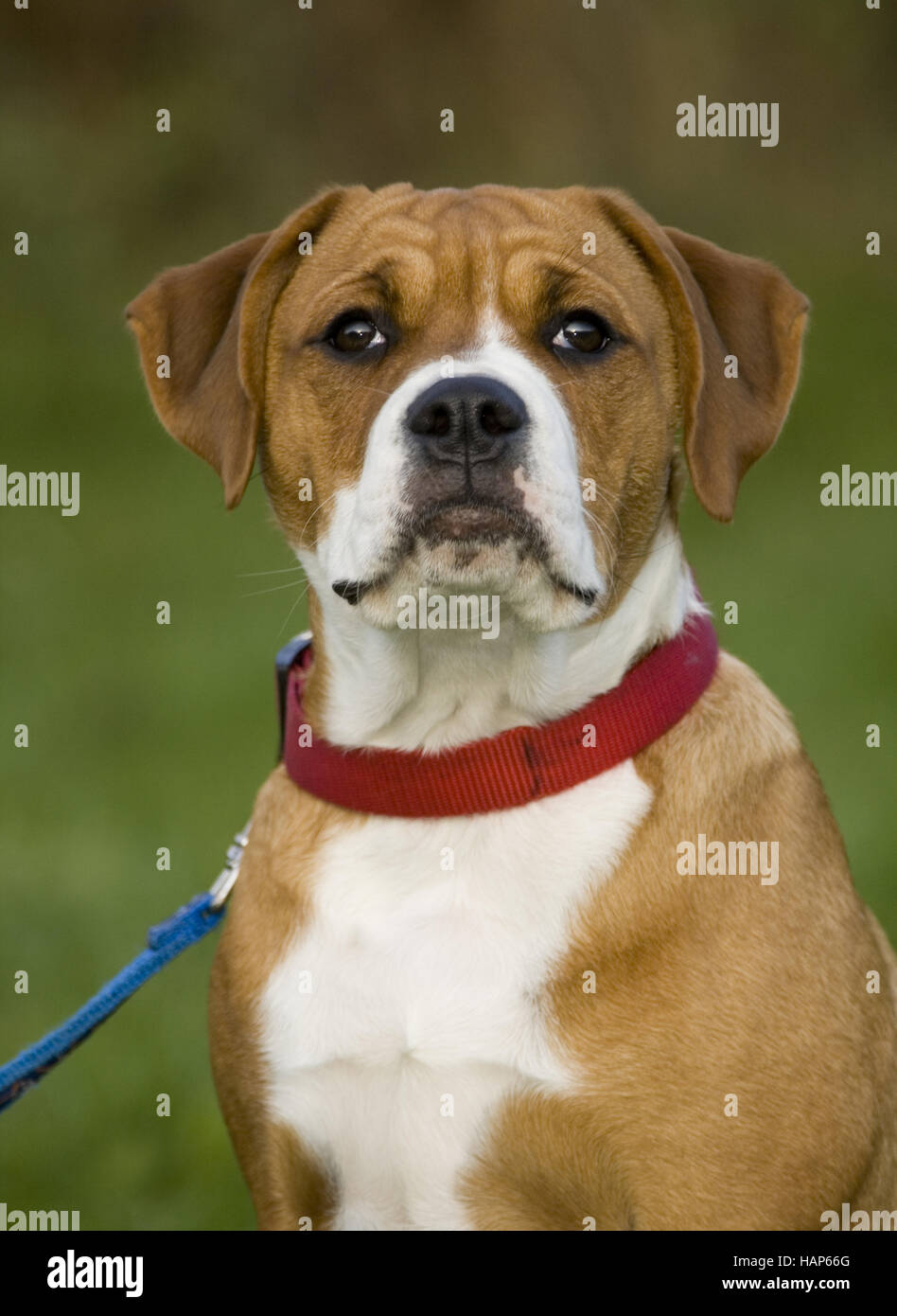 Rottweiler Boxer Mix Puppies