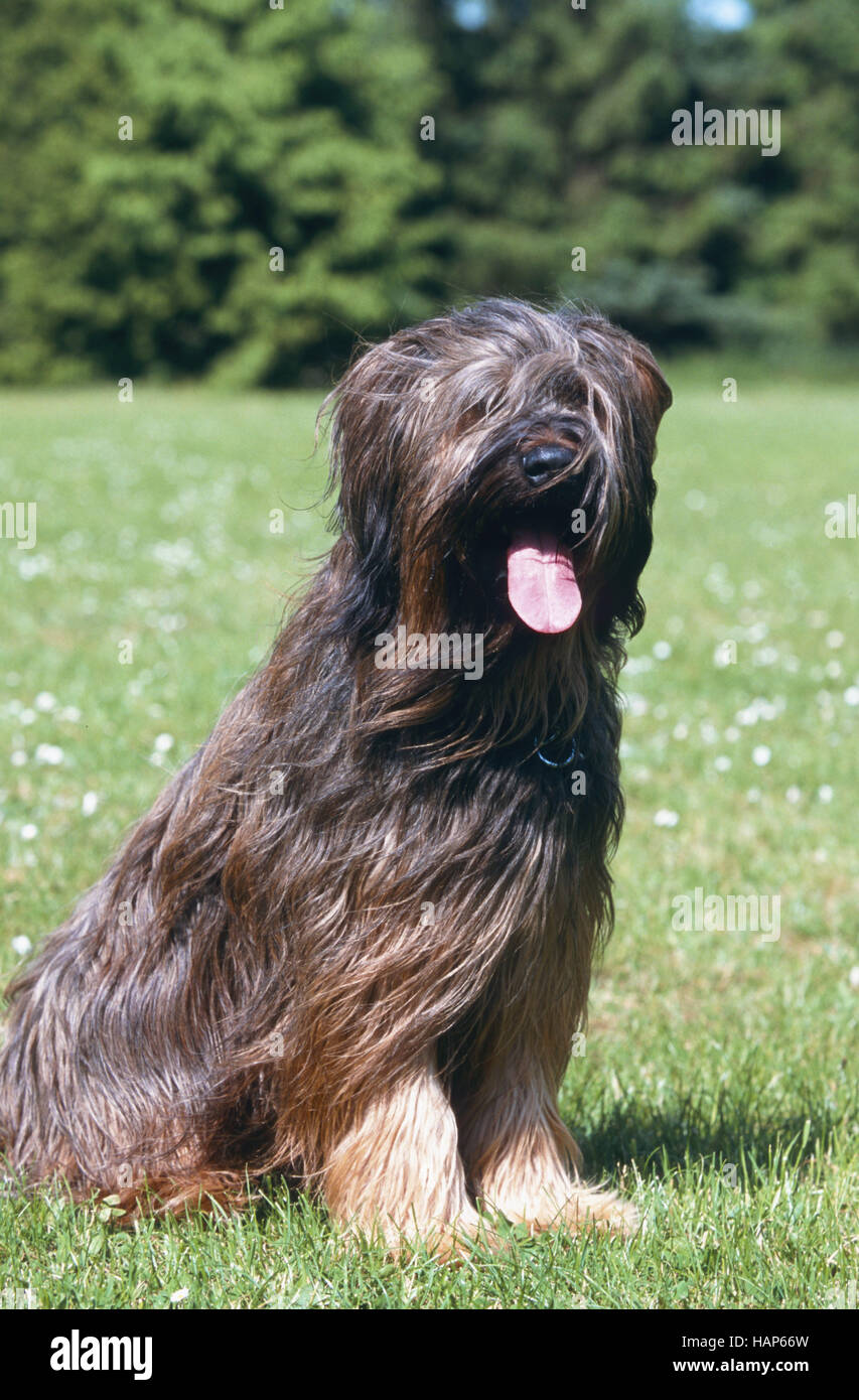 Briard hi-res stock photography and images - Alamy