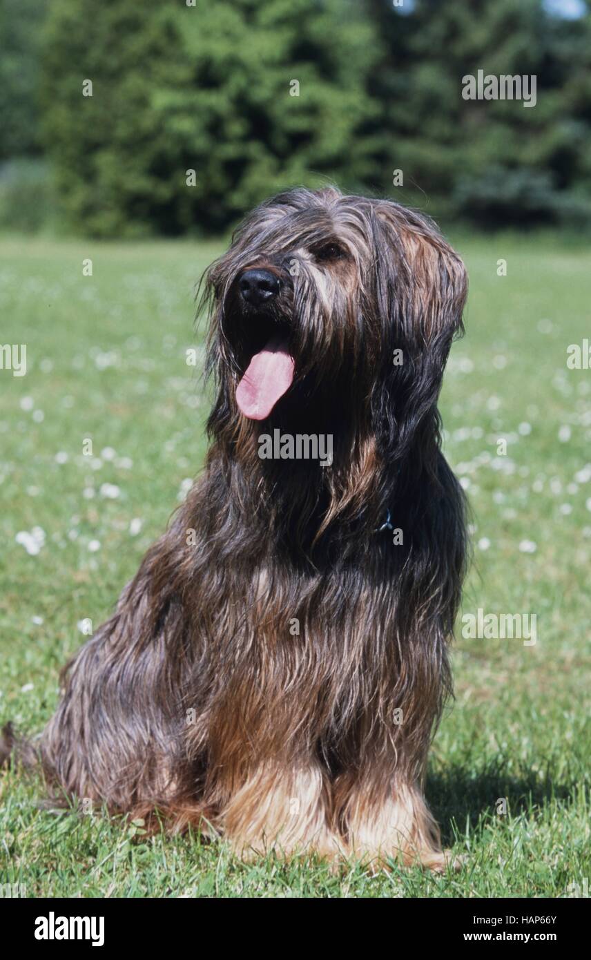 Briard hund hi-res stock photography and images - Alamy
