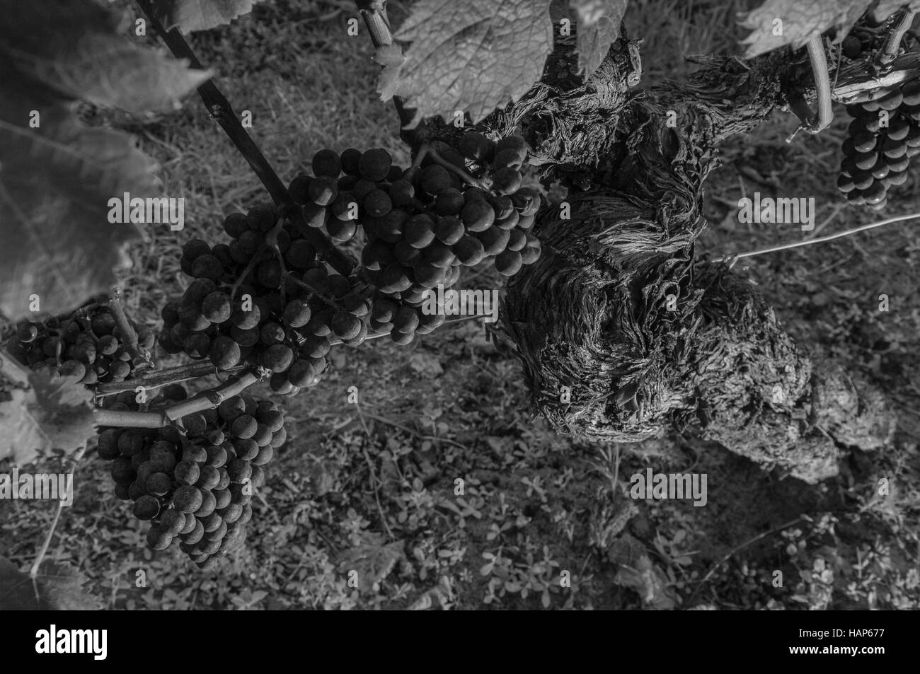 Red and green grapes Black and White Stock Photos & Images - Alamy