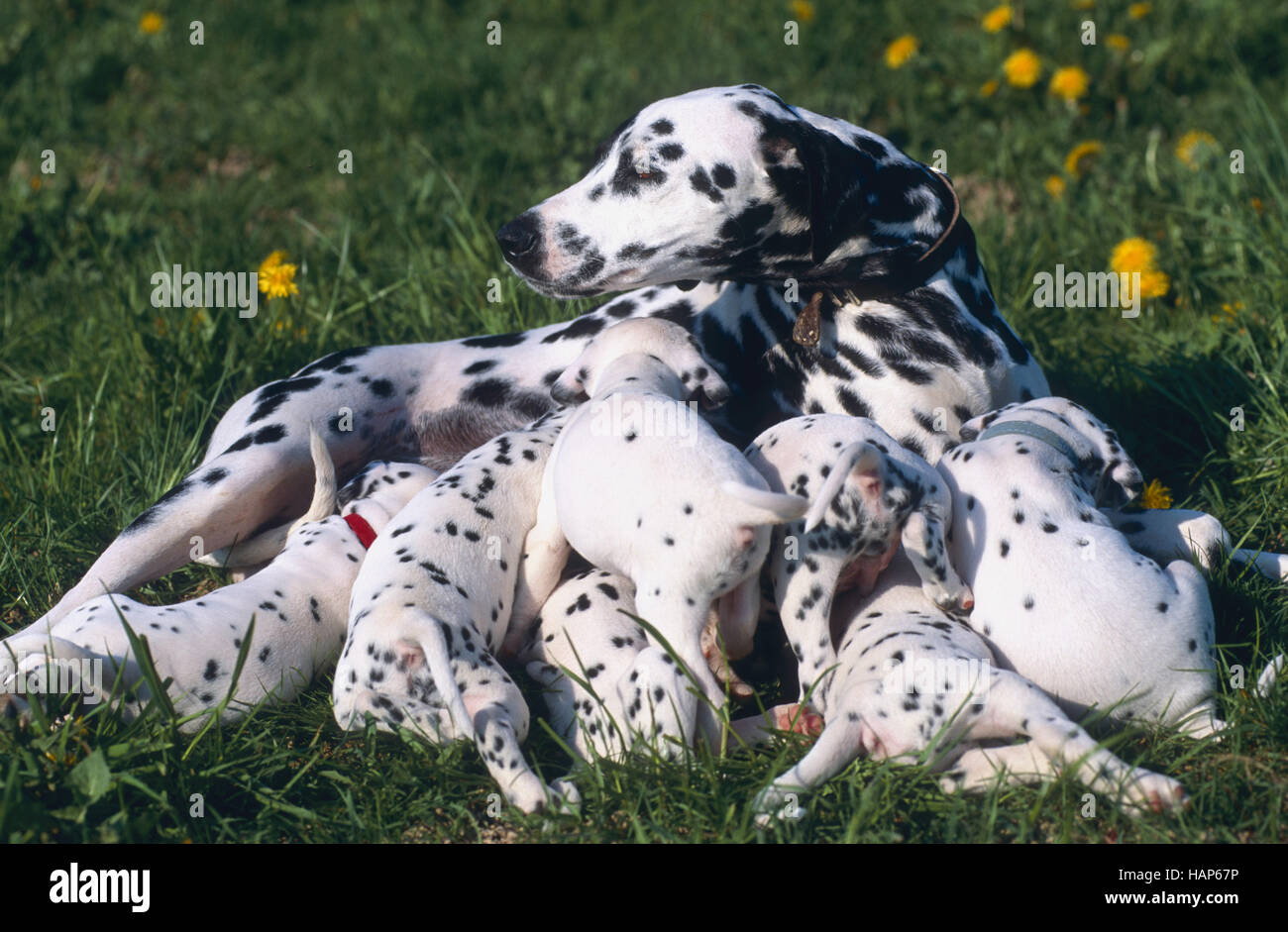 Dalmatian puppy newborn hi-res stock photography and images - Alamy