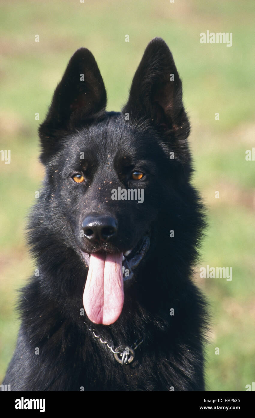 Schaeferhund hi-res stock photography and images - Alamy