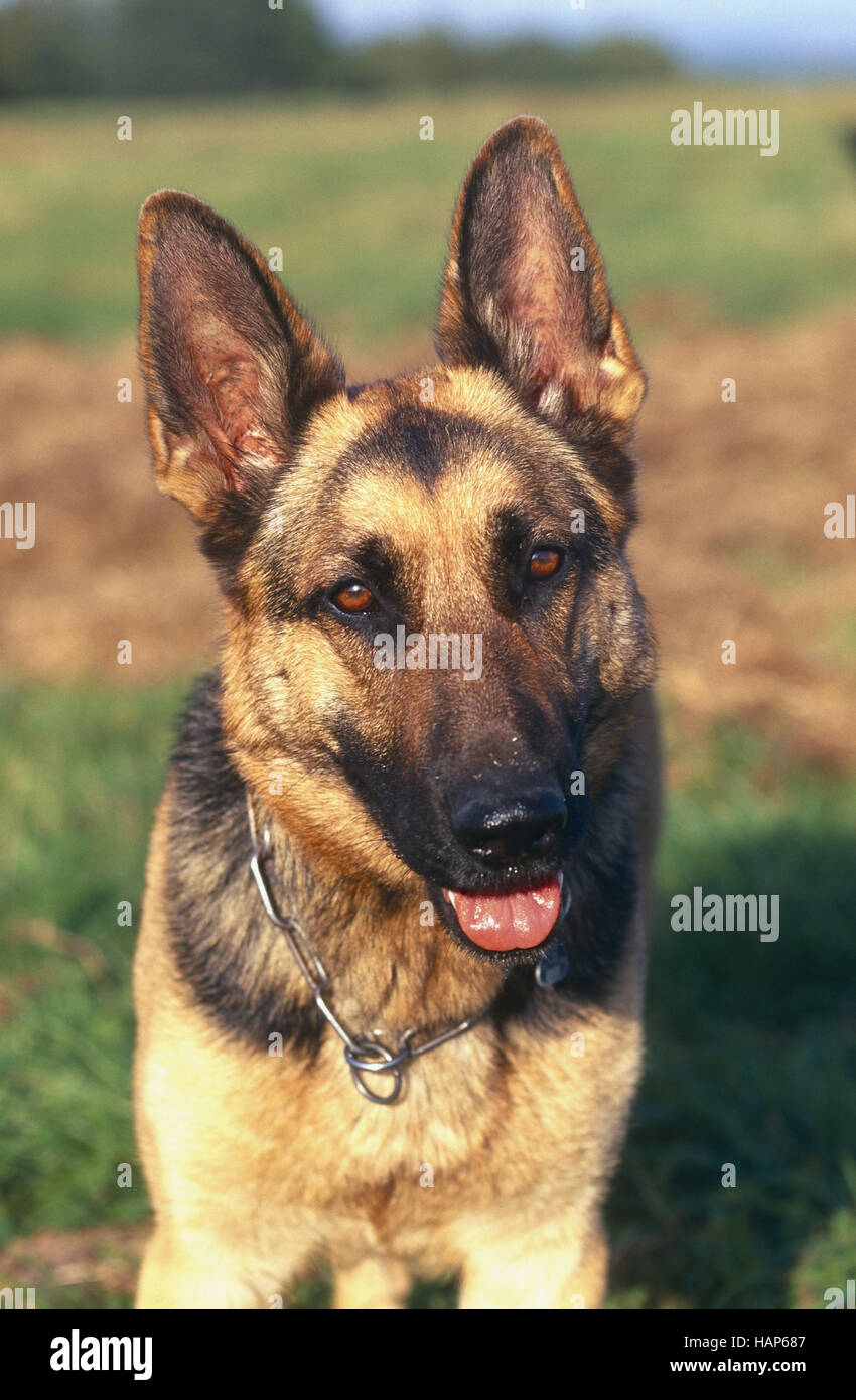 Deutscher schaeferhund hi-res stock photography and images - Alamy