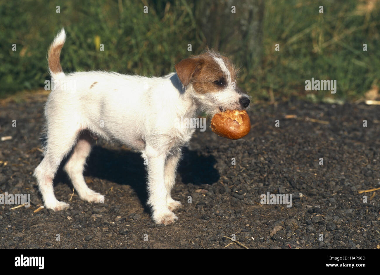 Perro jack russell hi-res stock photography and images - Alamy