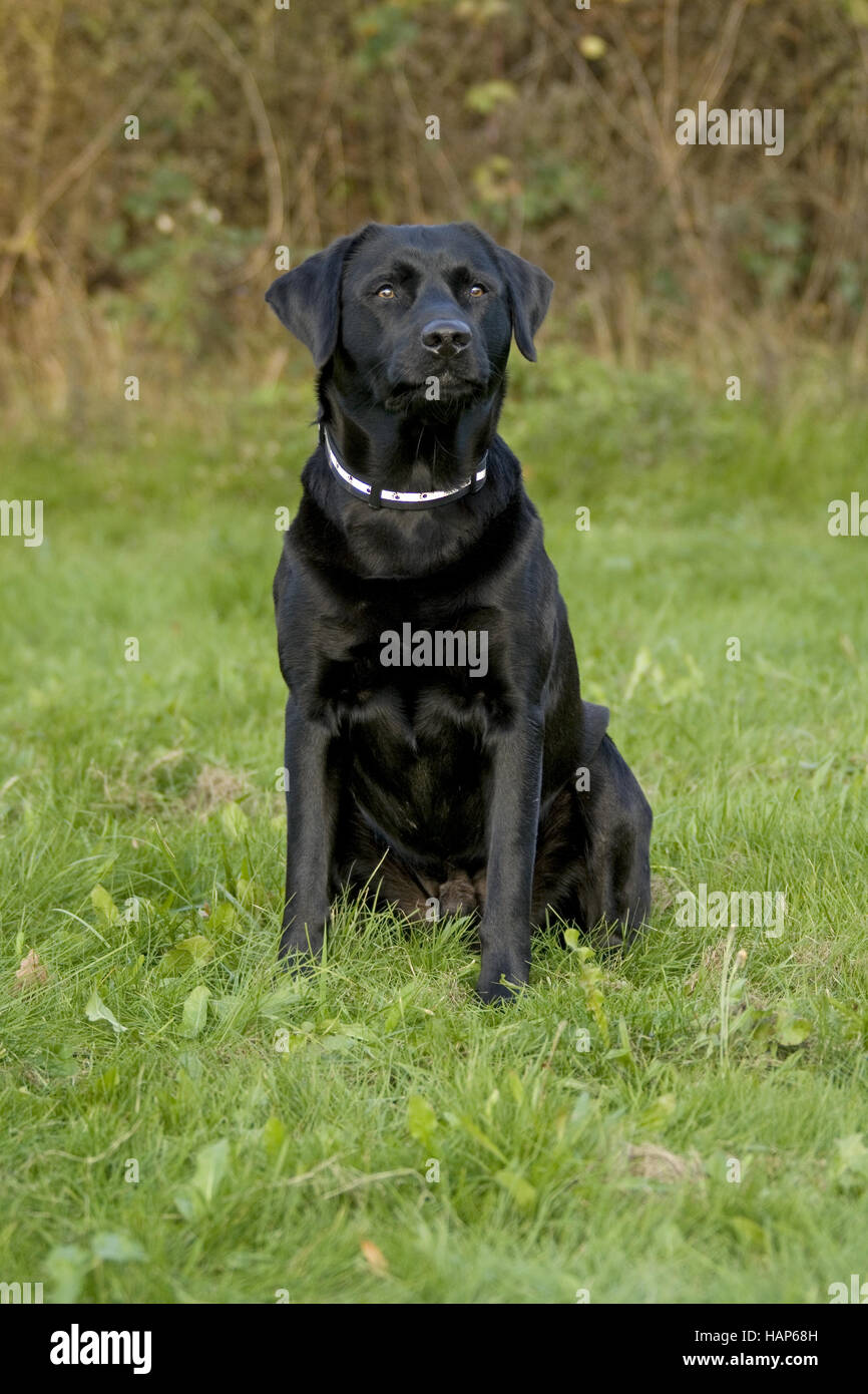 Perros labrador retriever hi-res stock photography and images - Alamy