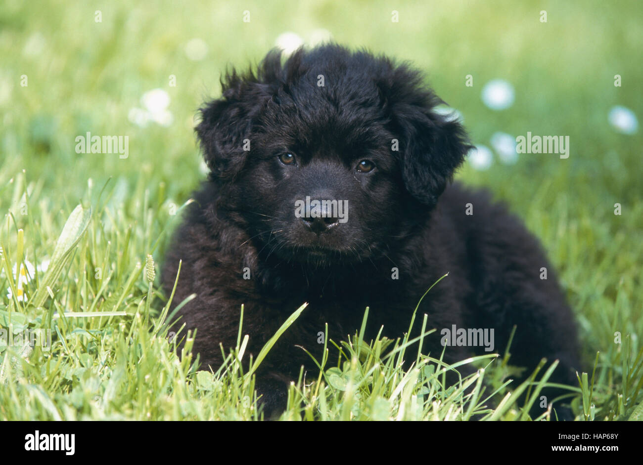 Labrador eurasier mischling hi-res stock photography and images - Alamy