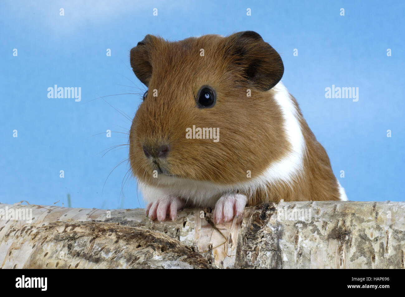 Animals guinea pig hi-res stock photography and images - Alamy