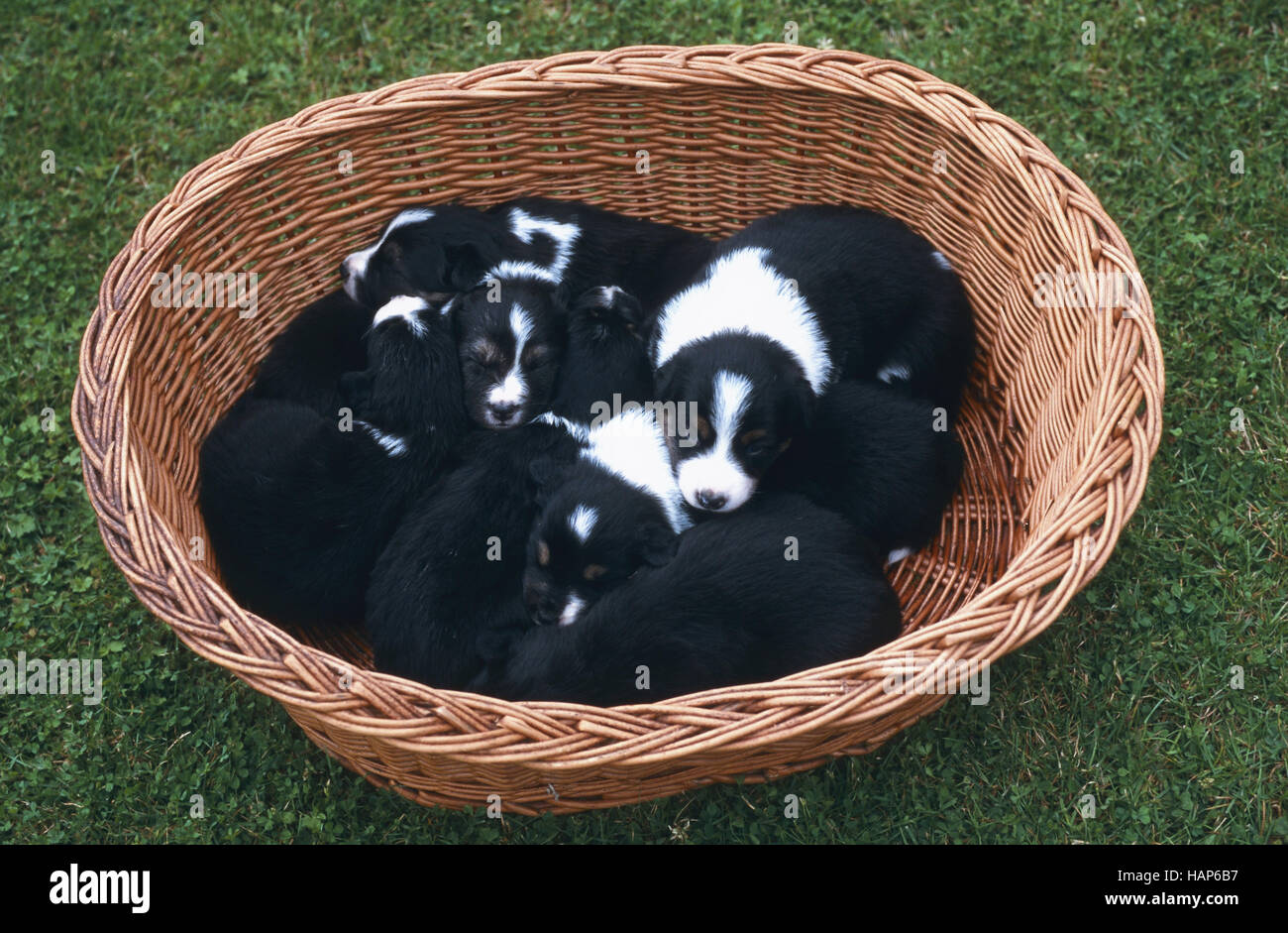 Australien Shepard x Border Collie Stock Photo - Alamy
