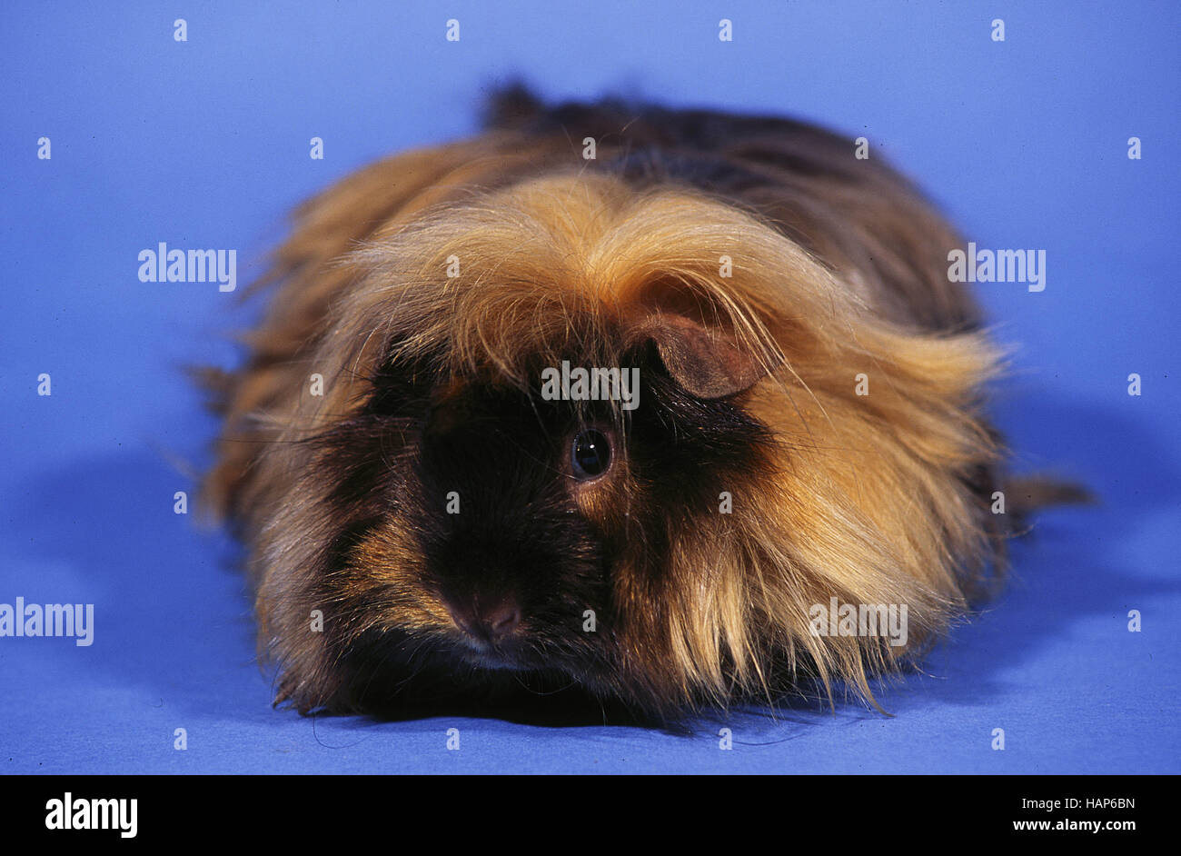 Angora meerschweinchen hi-res stock photography and images - Alamy