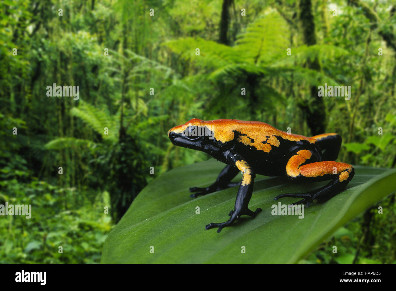 Poisonous arrow hi-res stock photography and images - Alamy