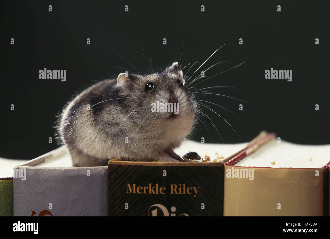 Dwarf hamster fun hi-res stock photography and images - Alamy
