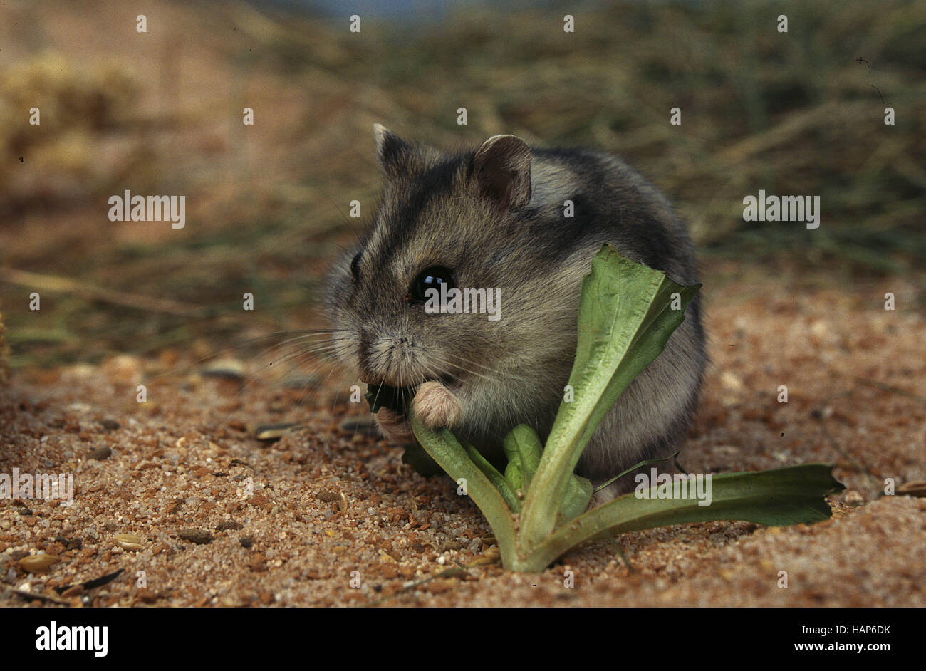 Zahme tiere hi-res stock photography and images - Alamy