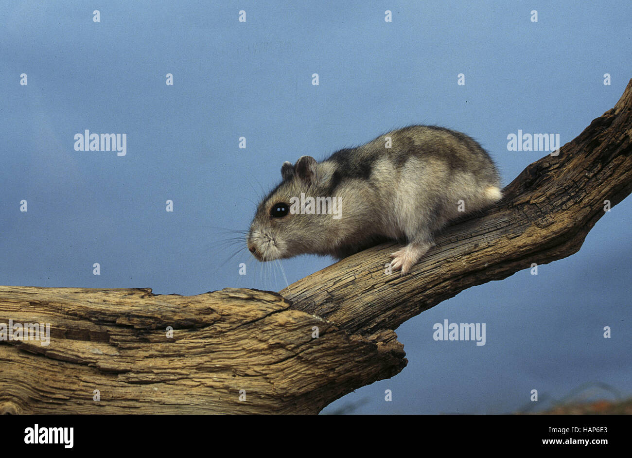 Zahme tiere hi-res stock photography and images - Alamy