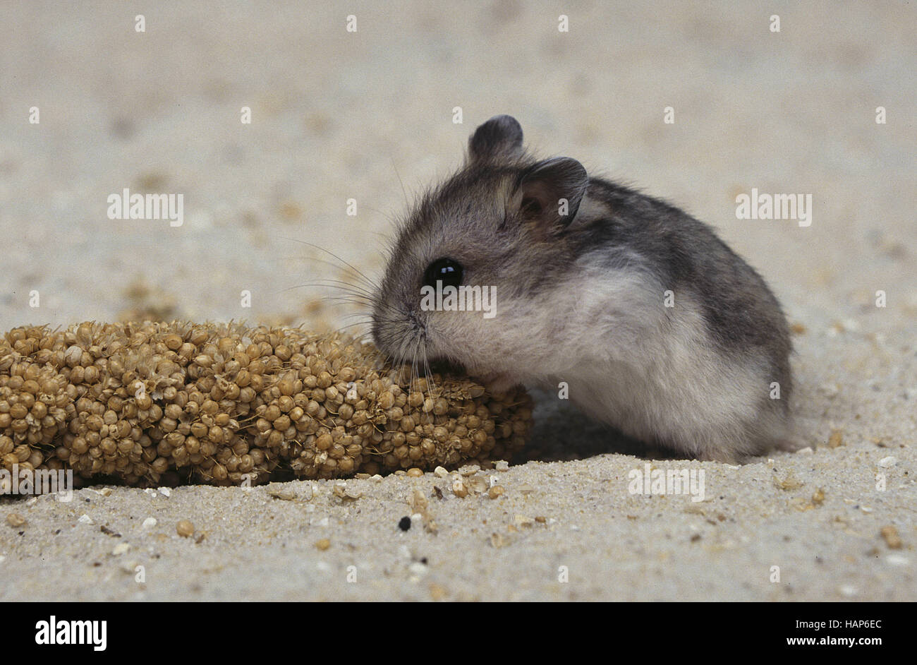 Roedors hi-res stock photography and images - Alamy