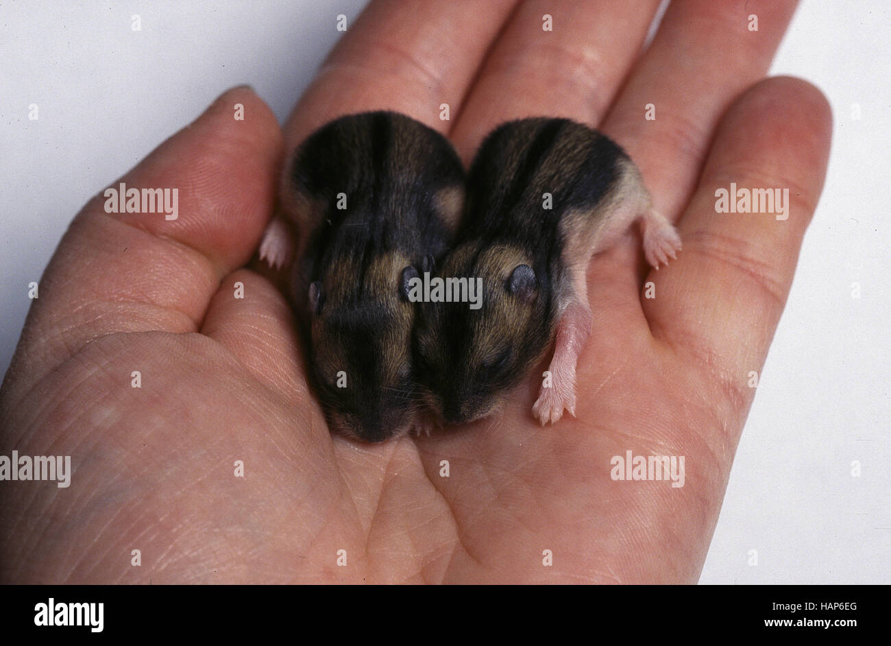 Newborn hamster hi-res stock photography and images - Alamy