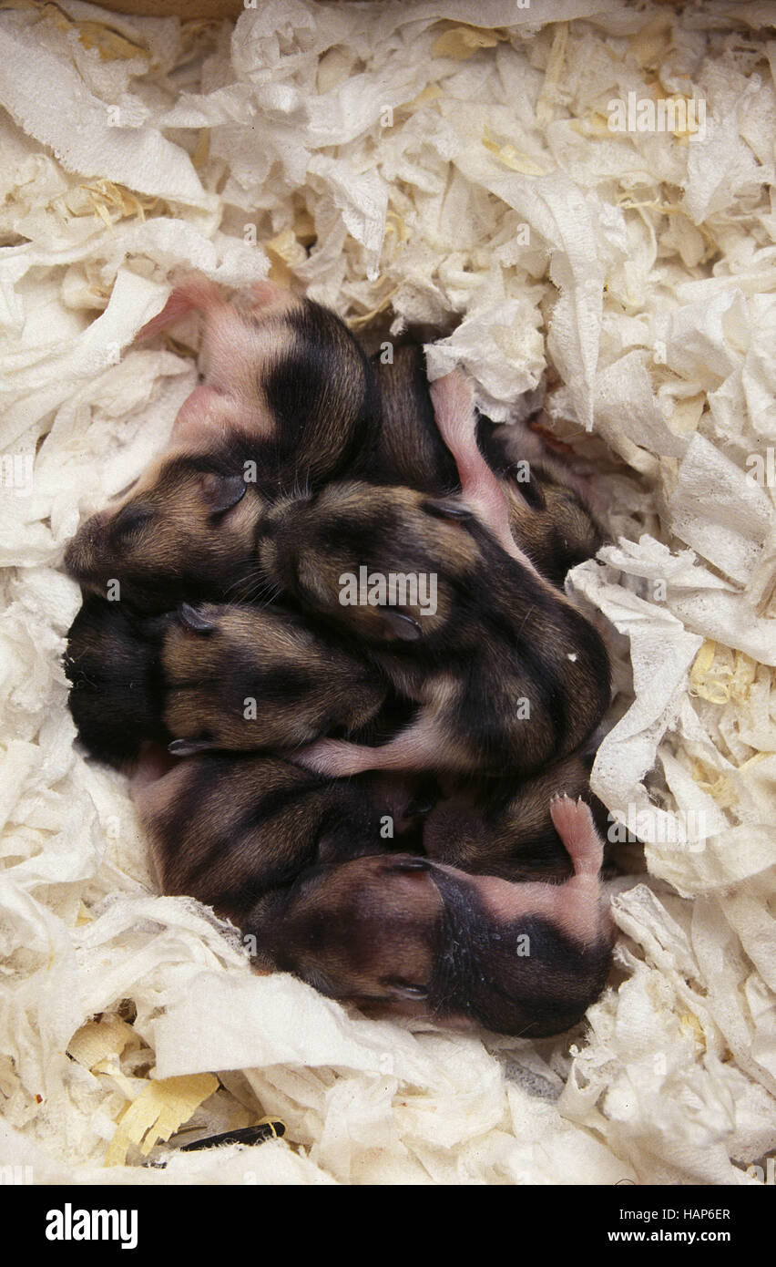 Newborn Baby Dwarf Hamsters