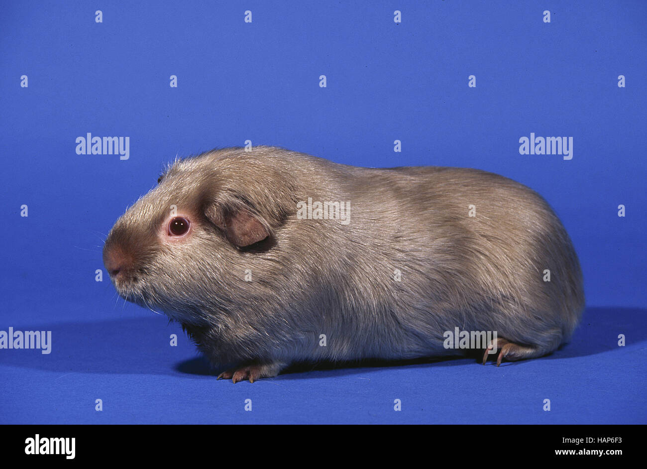 English guinea pig hi-res stock photography and images - Alamy