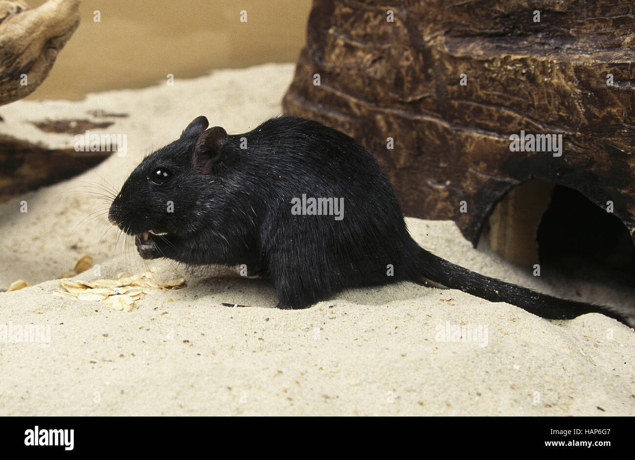 Jird desert hi-res stock photography and images - Alamy