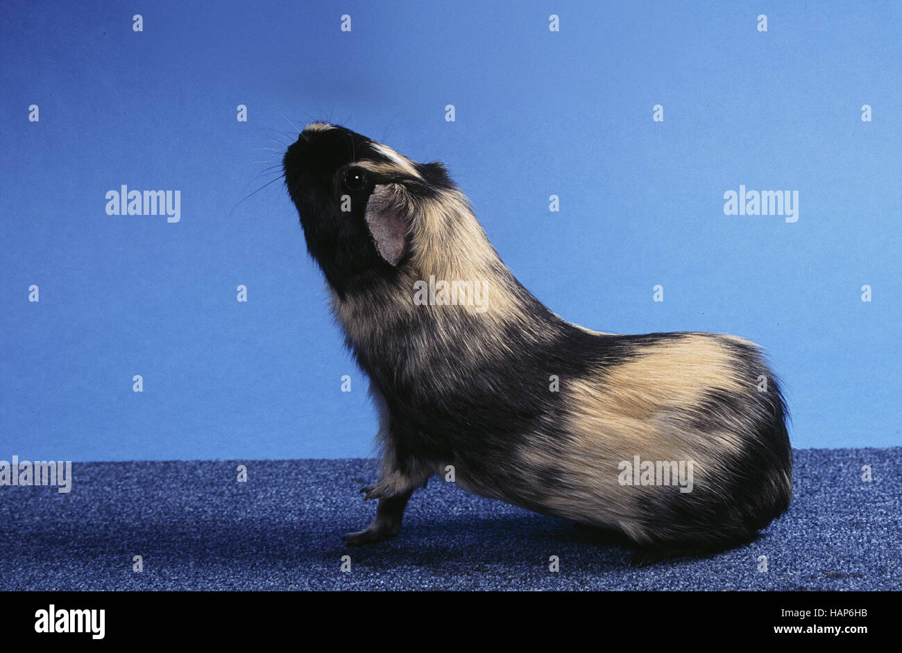 English guinea pig hi-res stock photography and images - Alamy