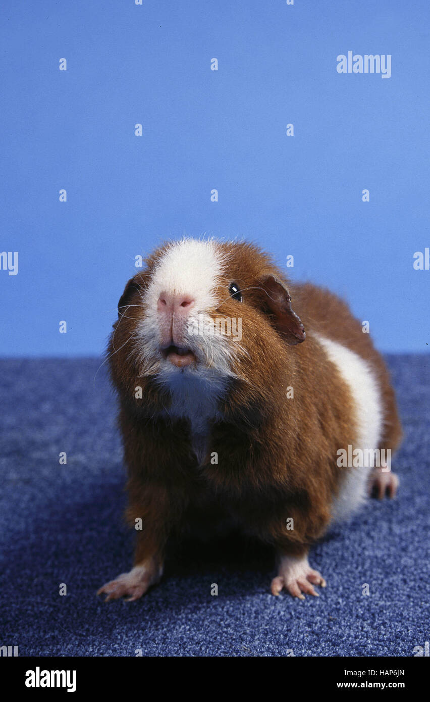 Rex Guinea Pig Stock Photos & Rex Guinea Pig Stock Images - Alamy