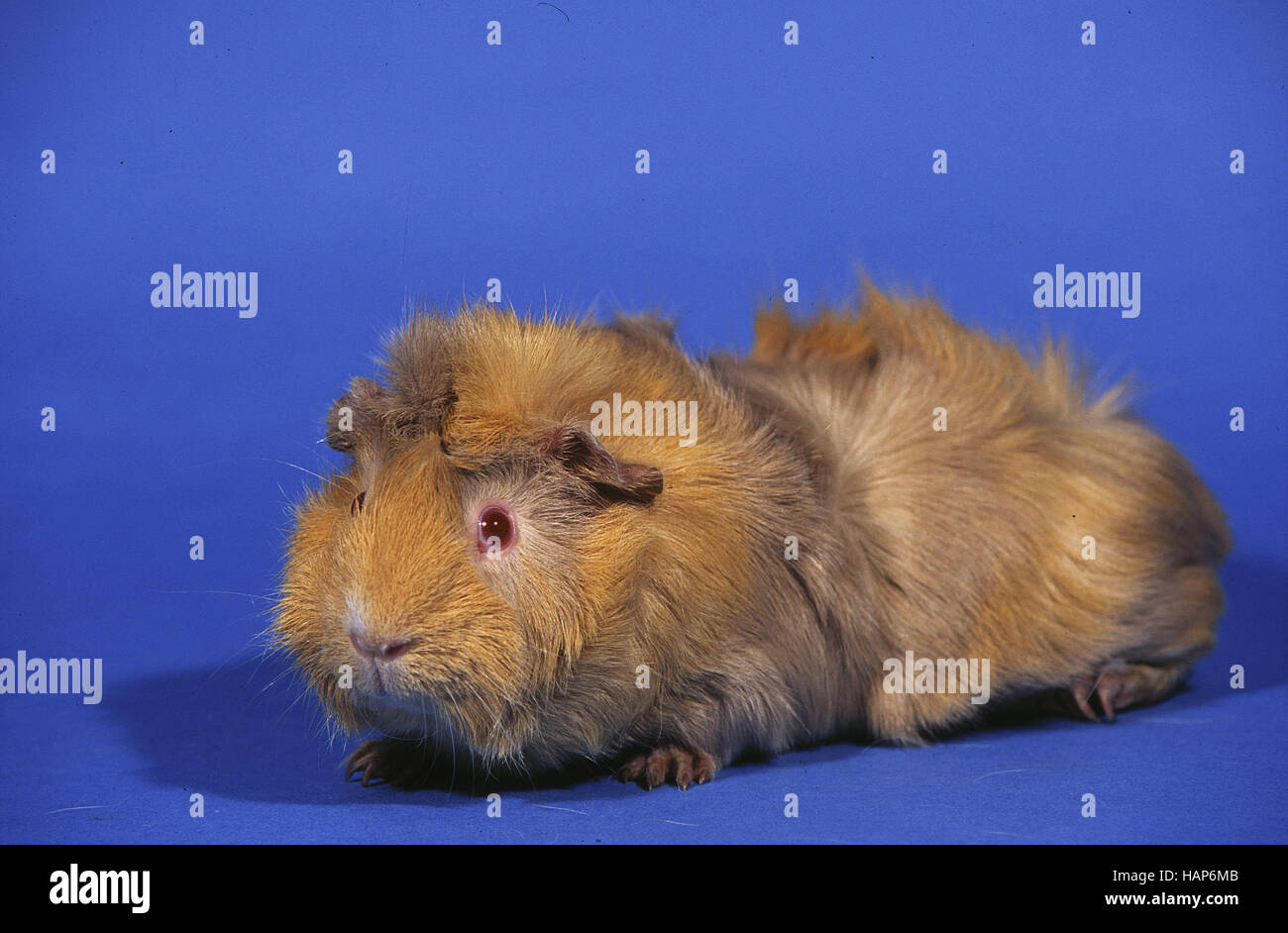 Cavia Porcellus Peruvian High Resolution Stock Photography and Images ...