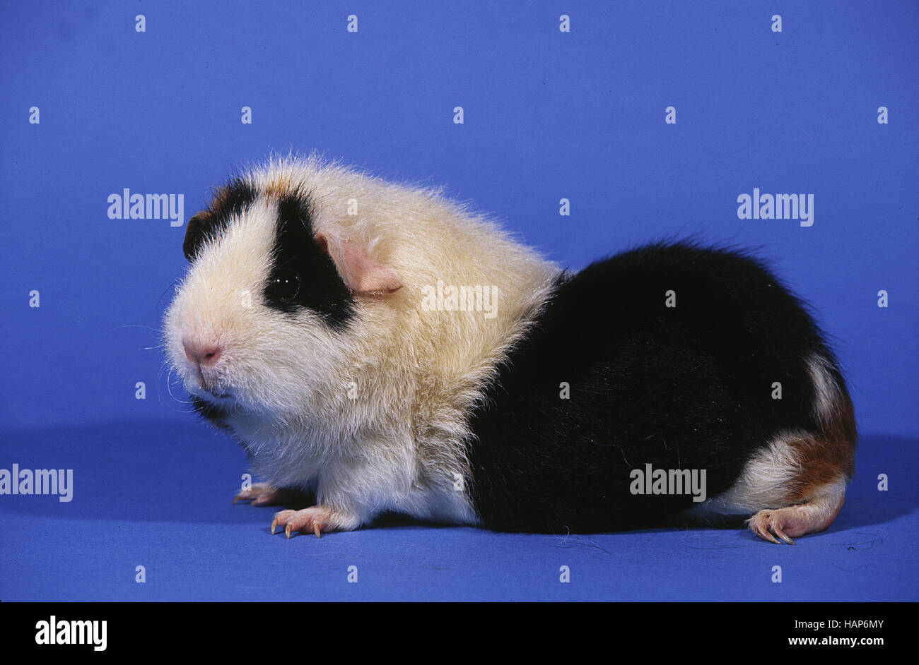 Rex Guinea Pig Stock Photos & Rex Guinea Pig Stock Images - Alamy