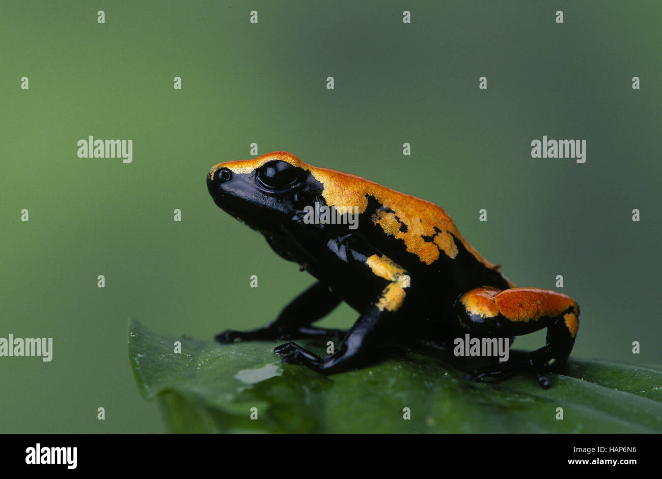 Pfeilgiftfrosch High Resolution Stock Photography and Images - Alamy