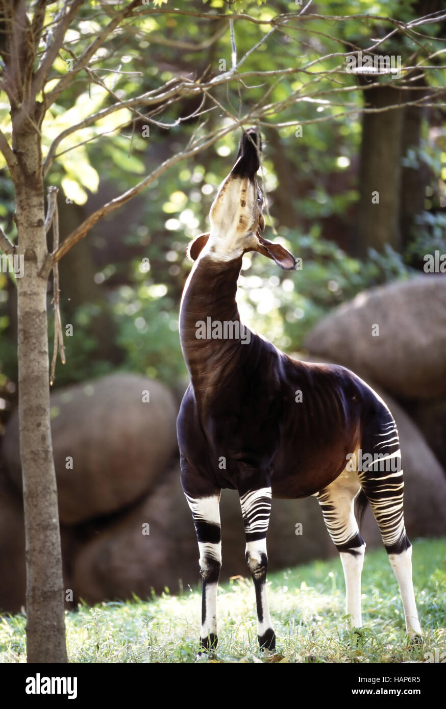 Okapi, Okapia johnstoni, feeding leaves, Zoo Stock Photo - Alamy