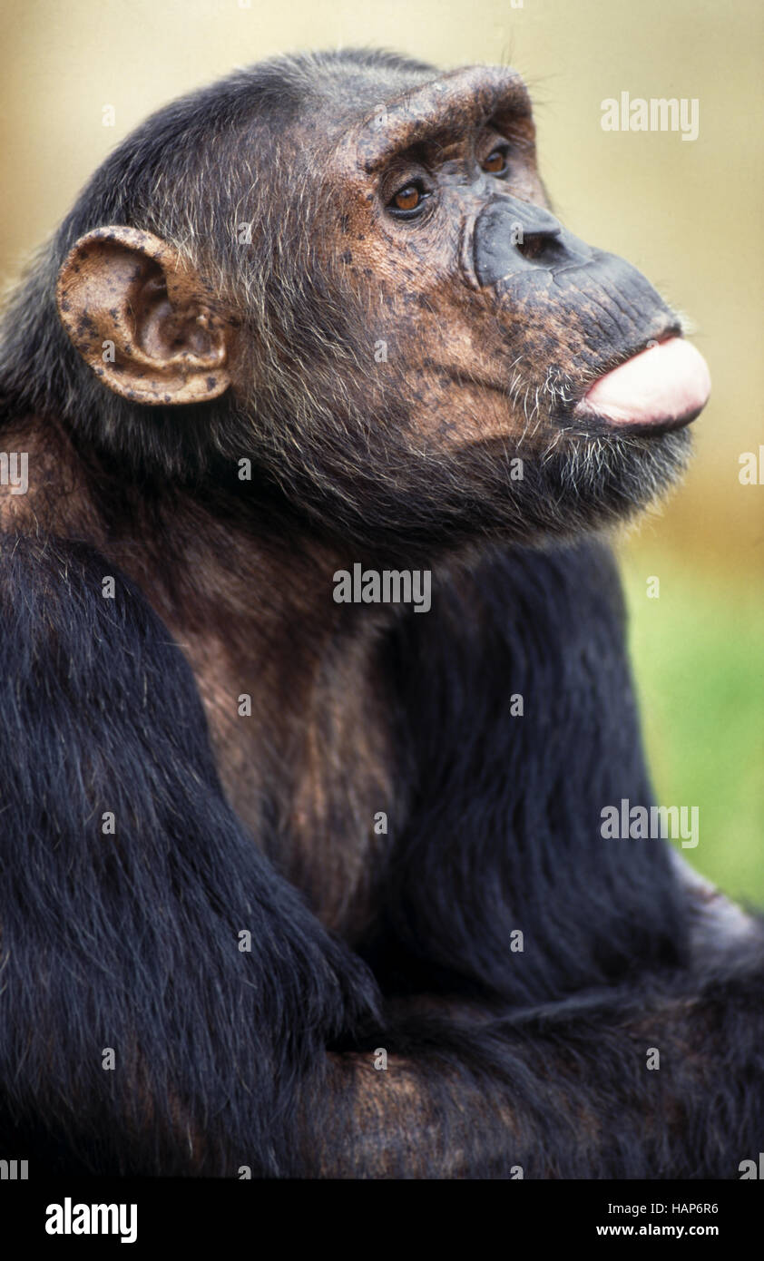 Chimpanzee language hi-res stock photography and images - Alamy