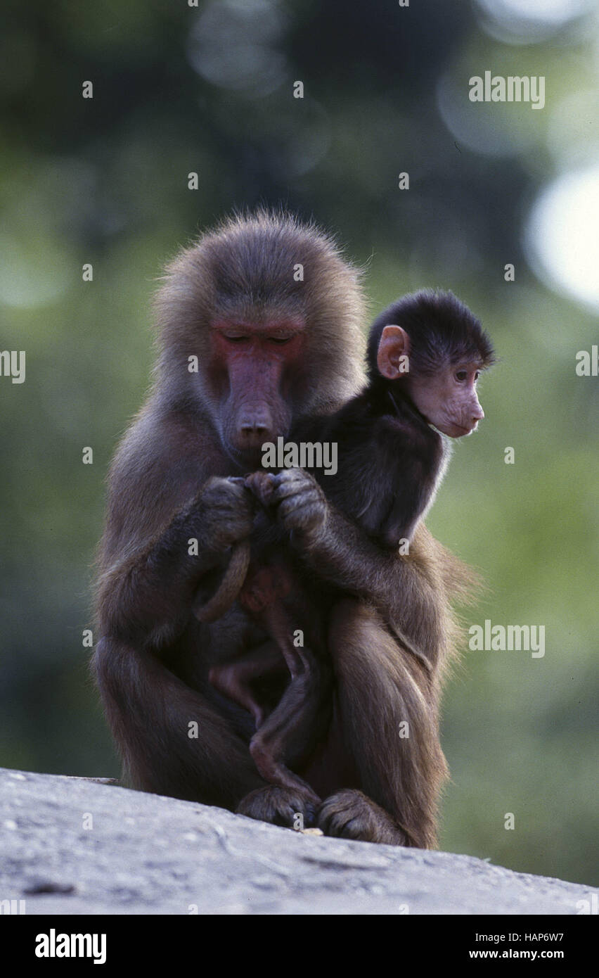 Hamadryas baboons hi-res stock photography and images - Alamy
