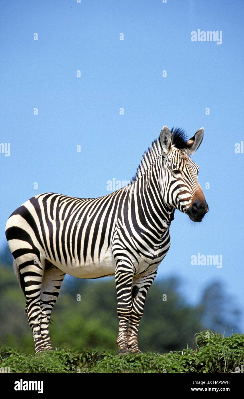 Hartmanns bergzebra hi-res stock photography and images - Alamy