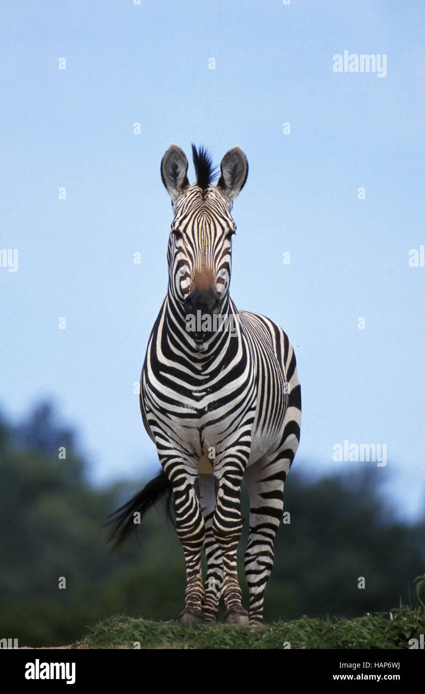 Hartmanns bergzebra hi-res stock photography and images - Alamy
