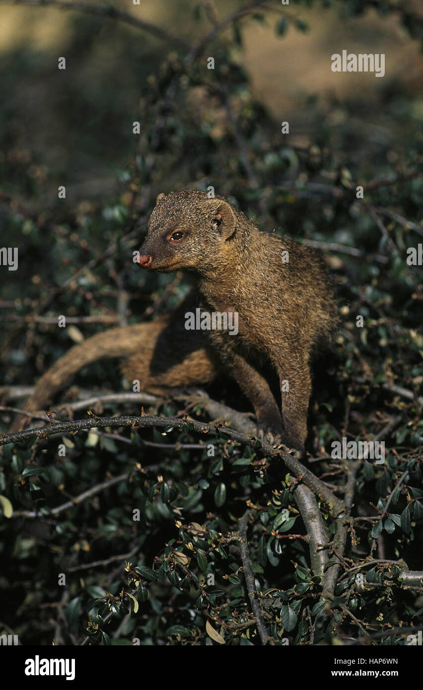 Zebramangusten mungos mungo hi-res stock photography and images - Alamy