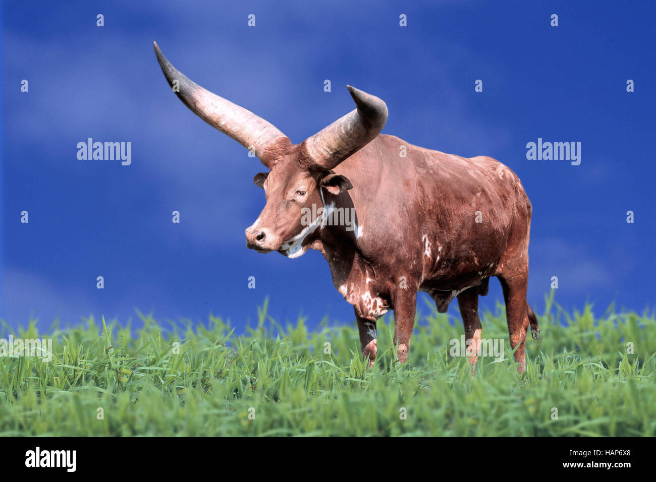 Ancole Cattle / Watussirind Stock Photo - Alamy