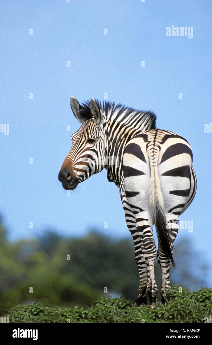 Hartmann's Mountain Zebra, Hartmann-Bergzebra Stock Photo - Alamy
