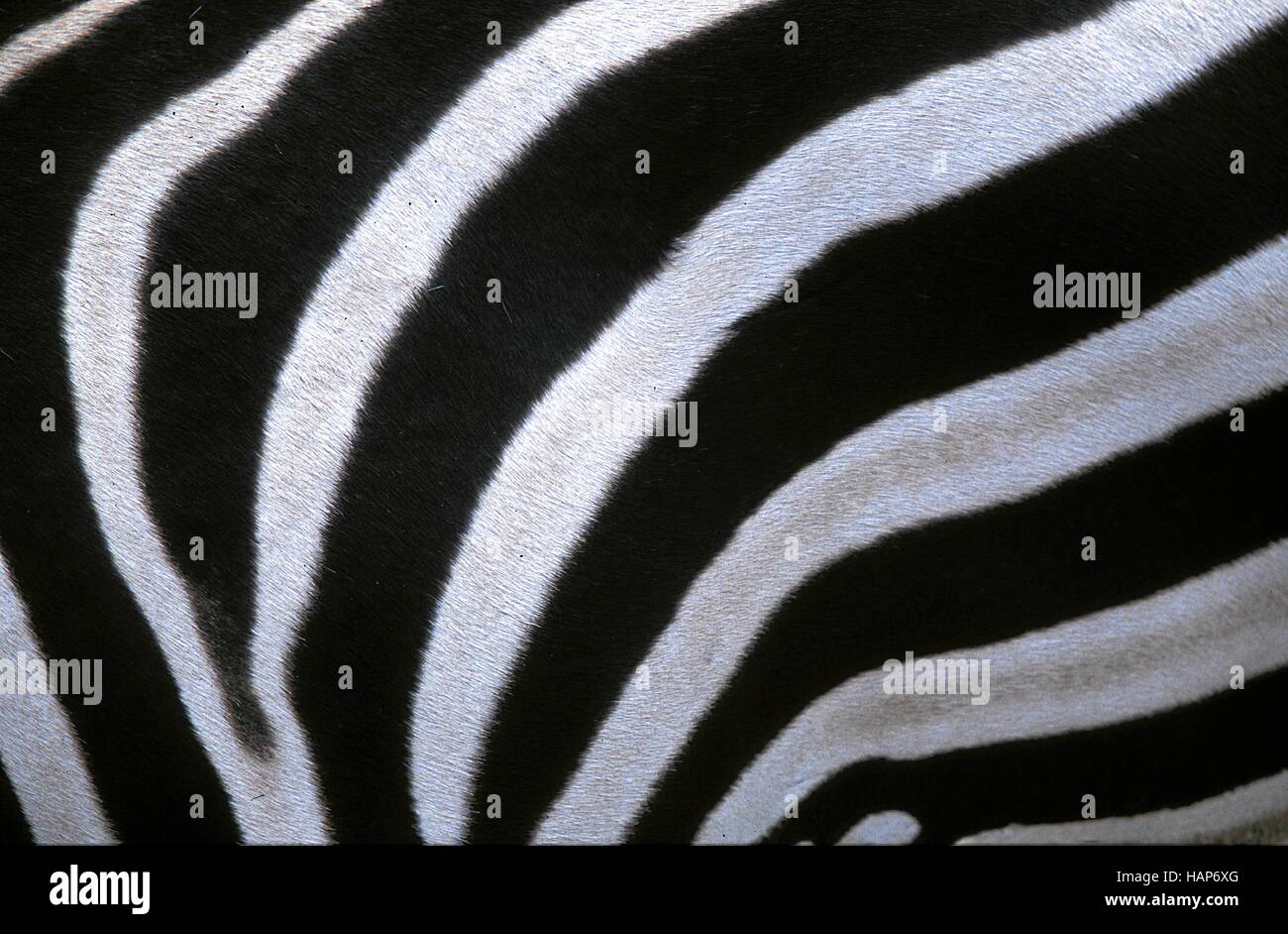 Pferdezebra hi-res stock photography and images - Alamy