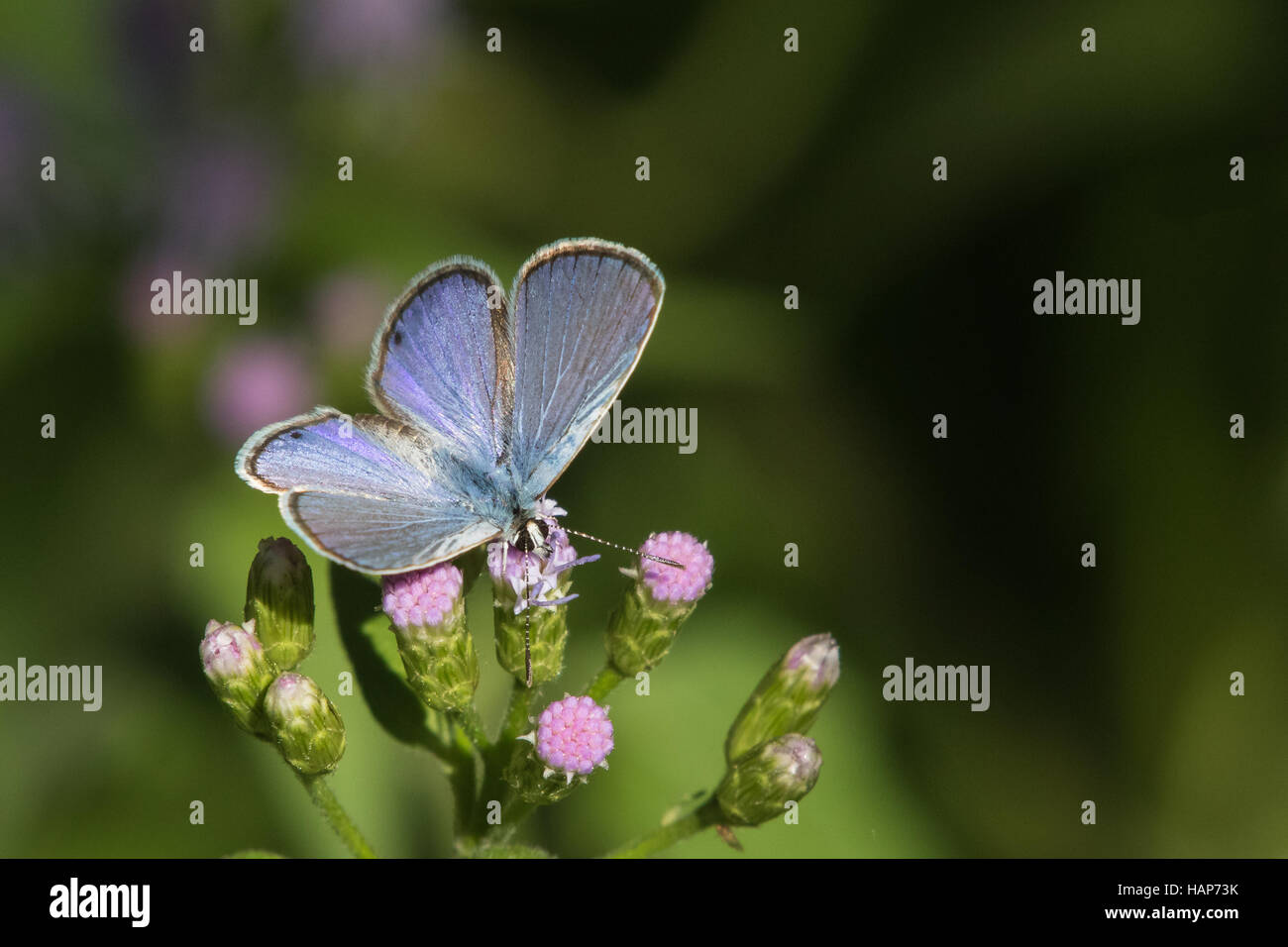 Ceraunus Blue, Hemiargus ceraunus Stock Photo - Alamy