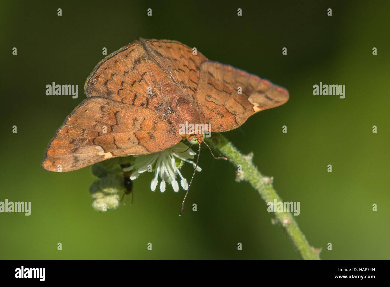 Metalmark hi-res stock photography and images - Alamy