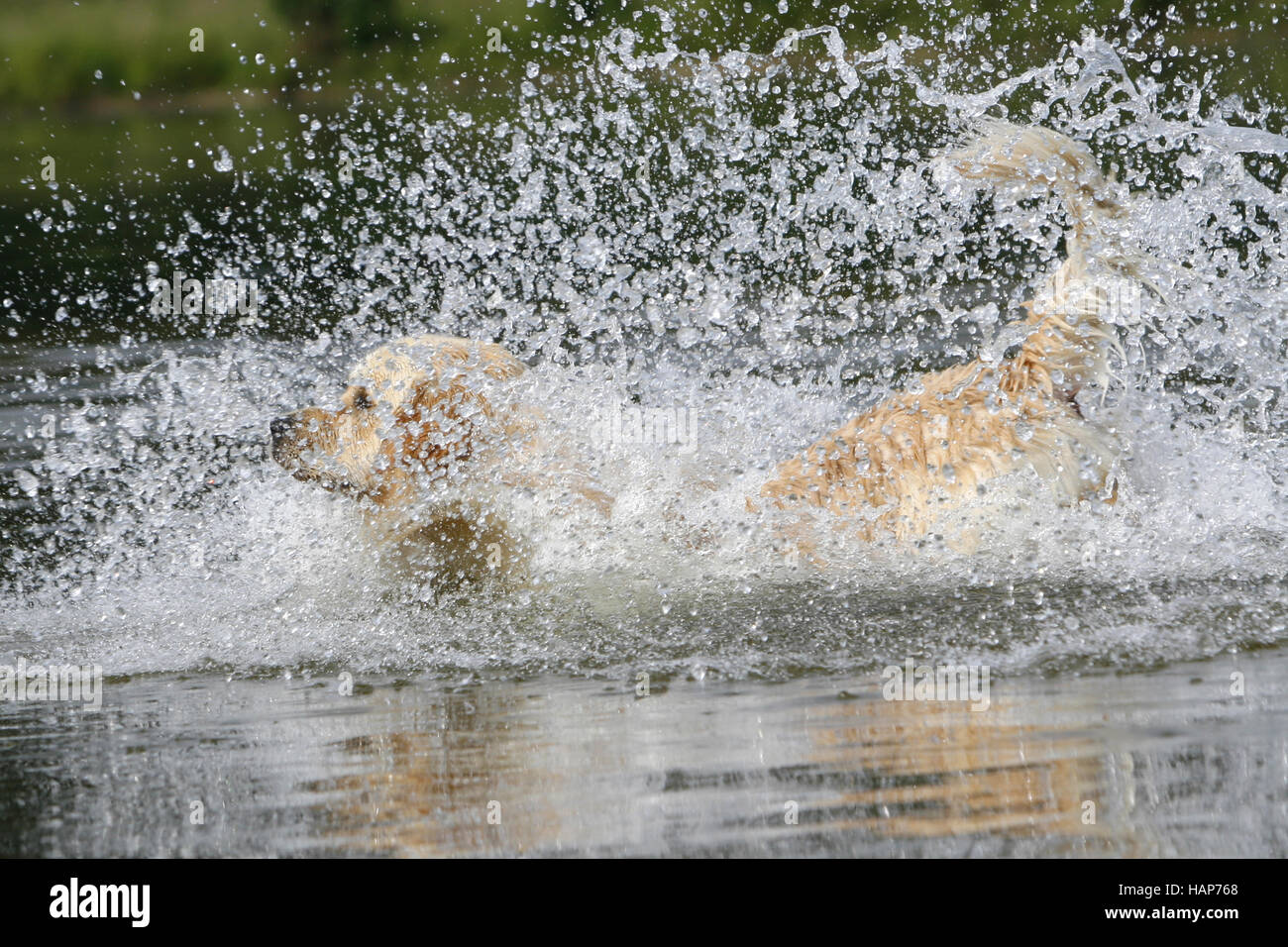 playing Labrador Dog Stock Photo - Alamy