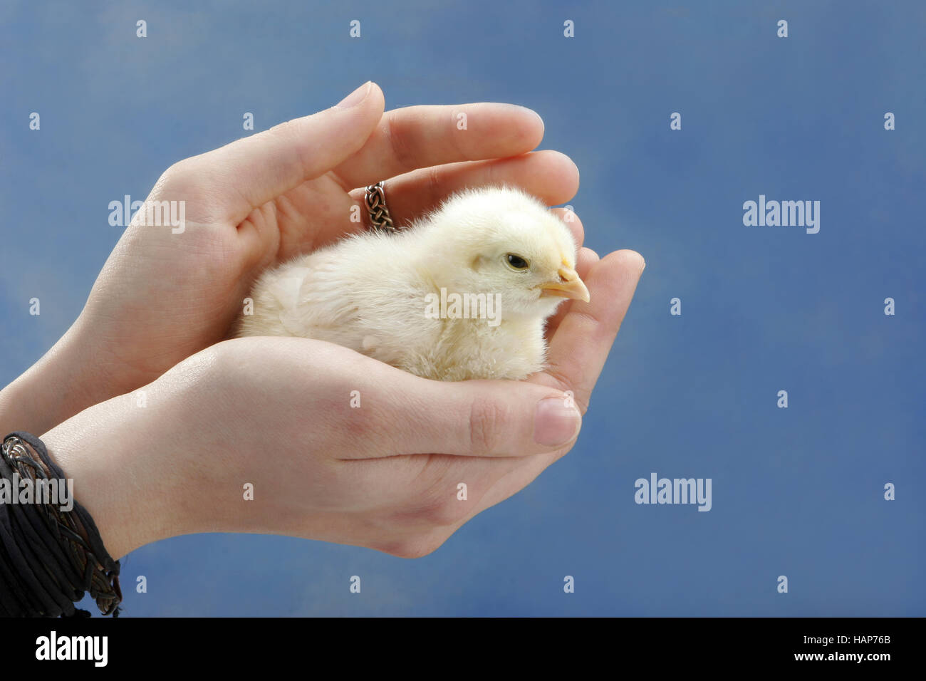 Domestic chicken breed hi-res stock photography and images - Alamy