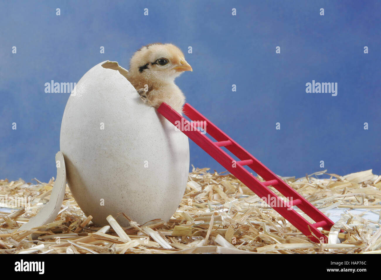 Domestic chicken breed hi-res stock photography and images - Alamy