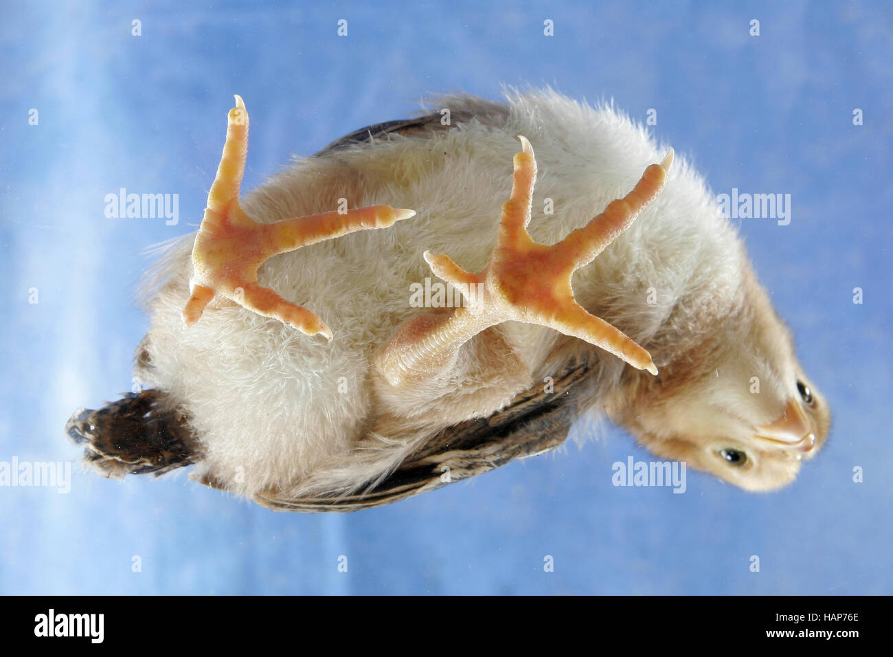 Chicken cub hi-res stock photography and images - Alamy