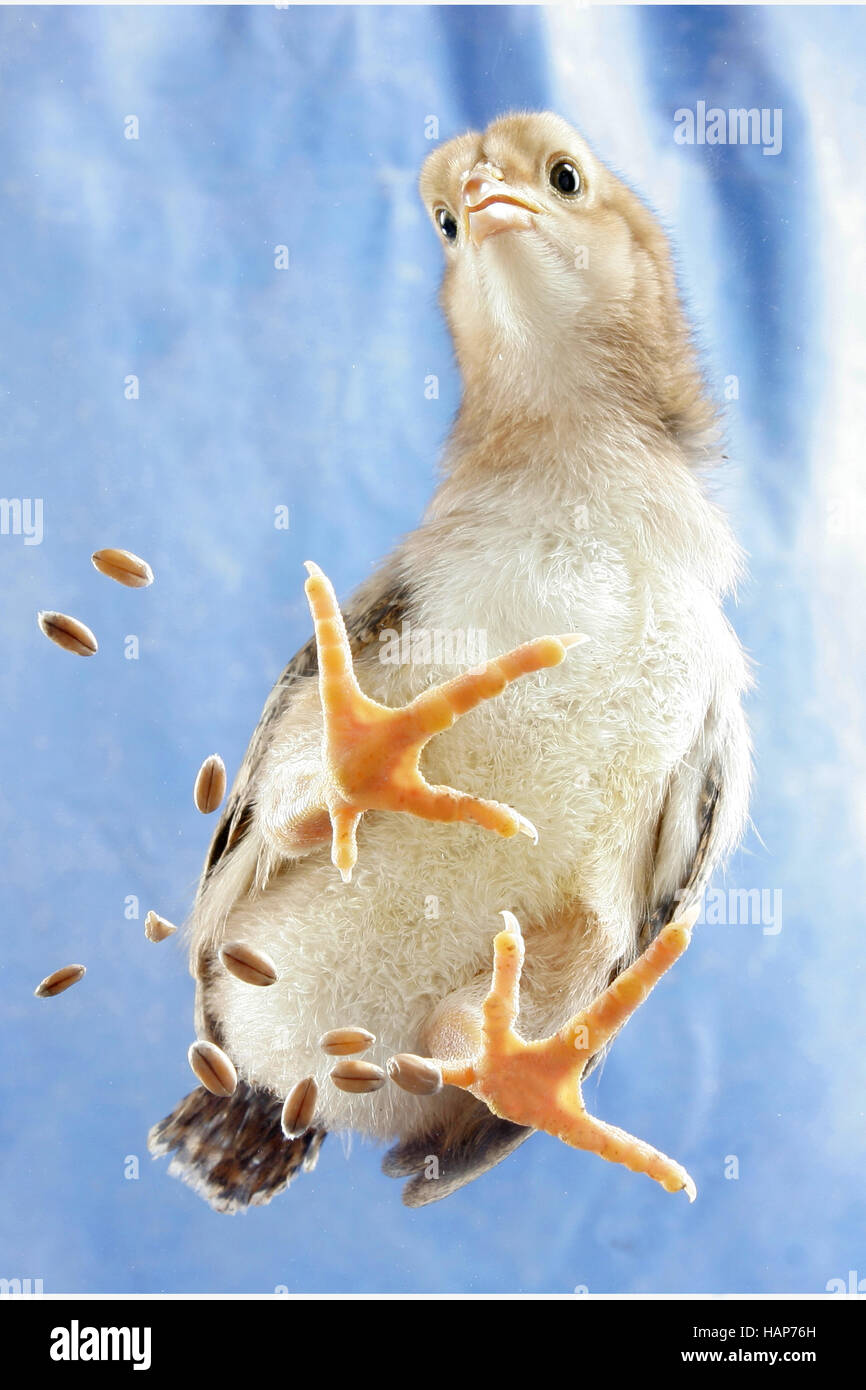 Chicken cub hi-res stock photography and images - Alamy