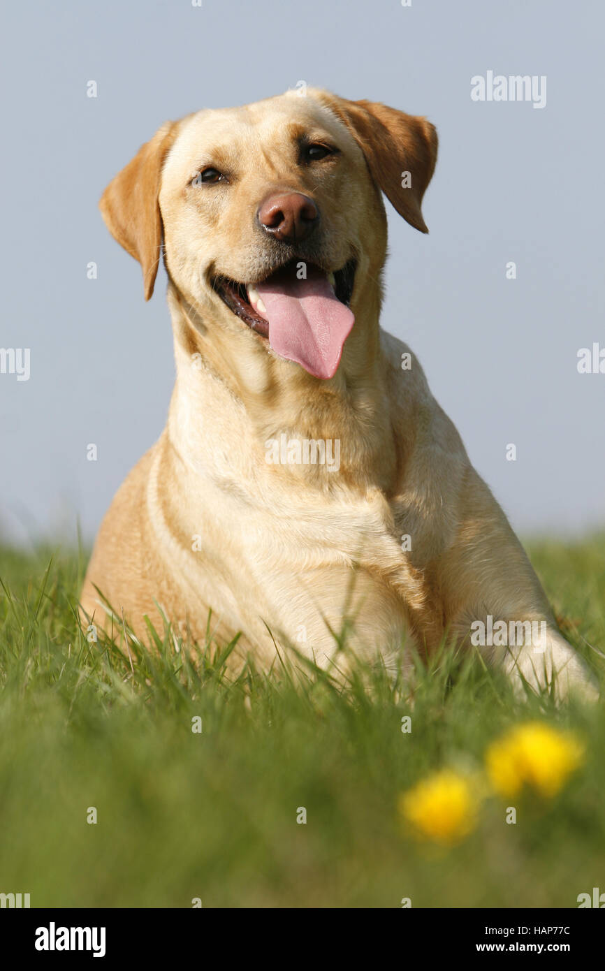 playing Labrador Dog Stock Photo - Alamy