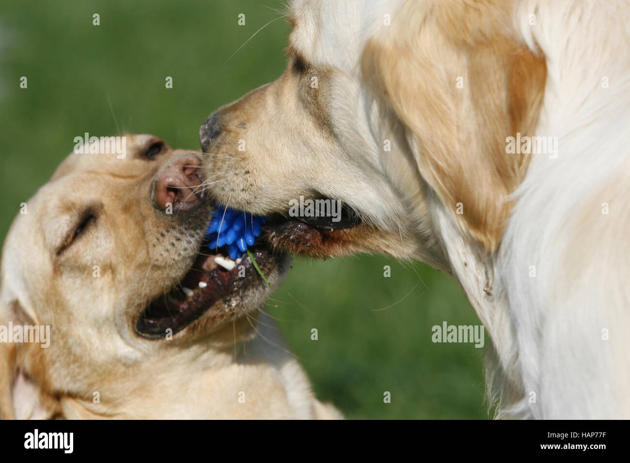 playing Labrador Dog Stock Photo - Alamy