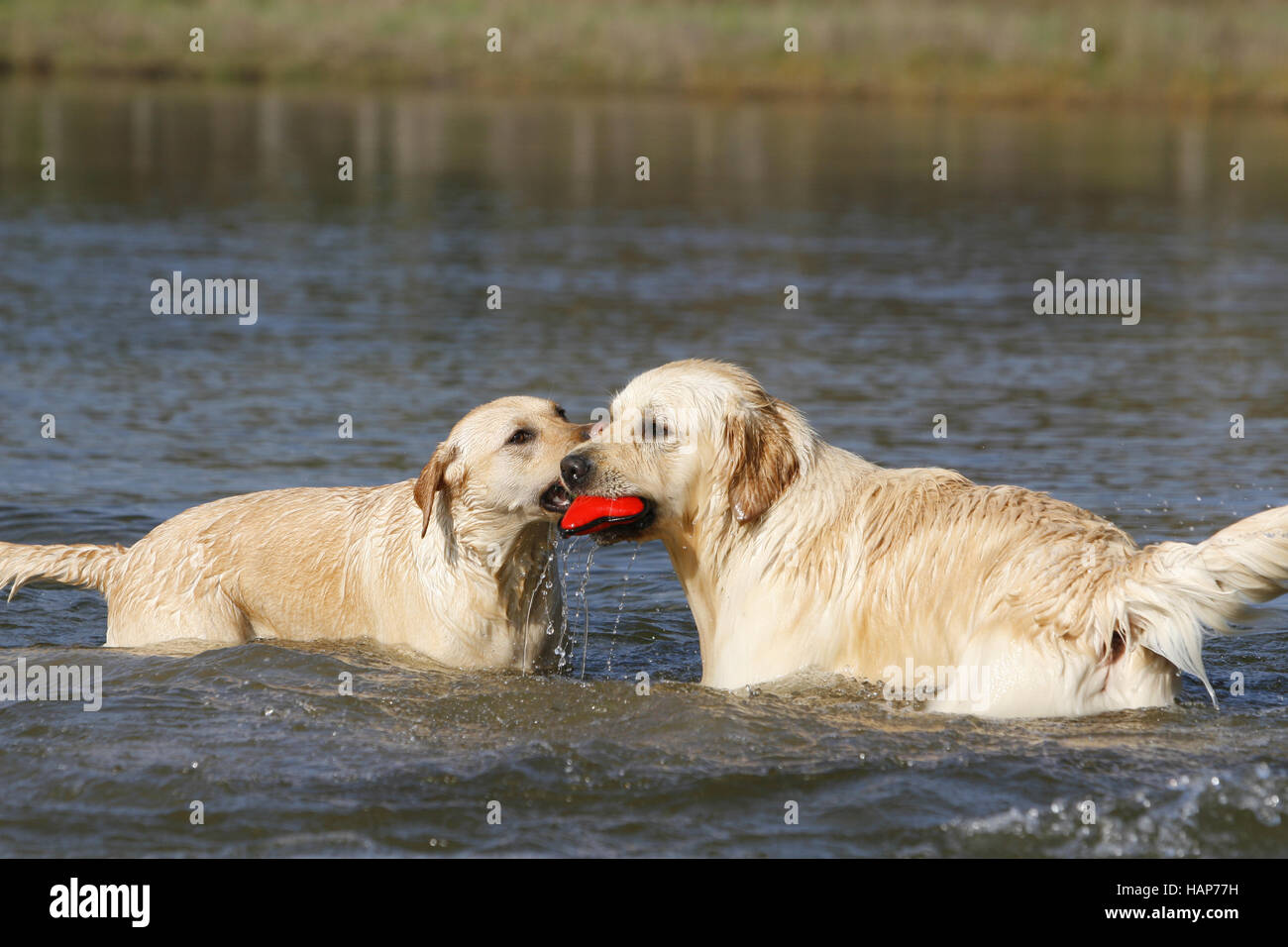 playing Labrador Dog Stock Photo - Alamy