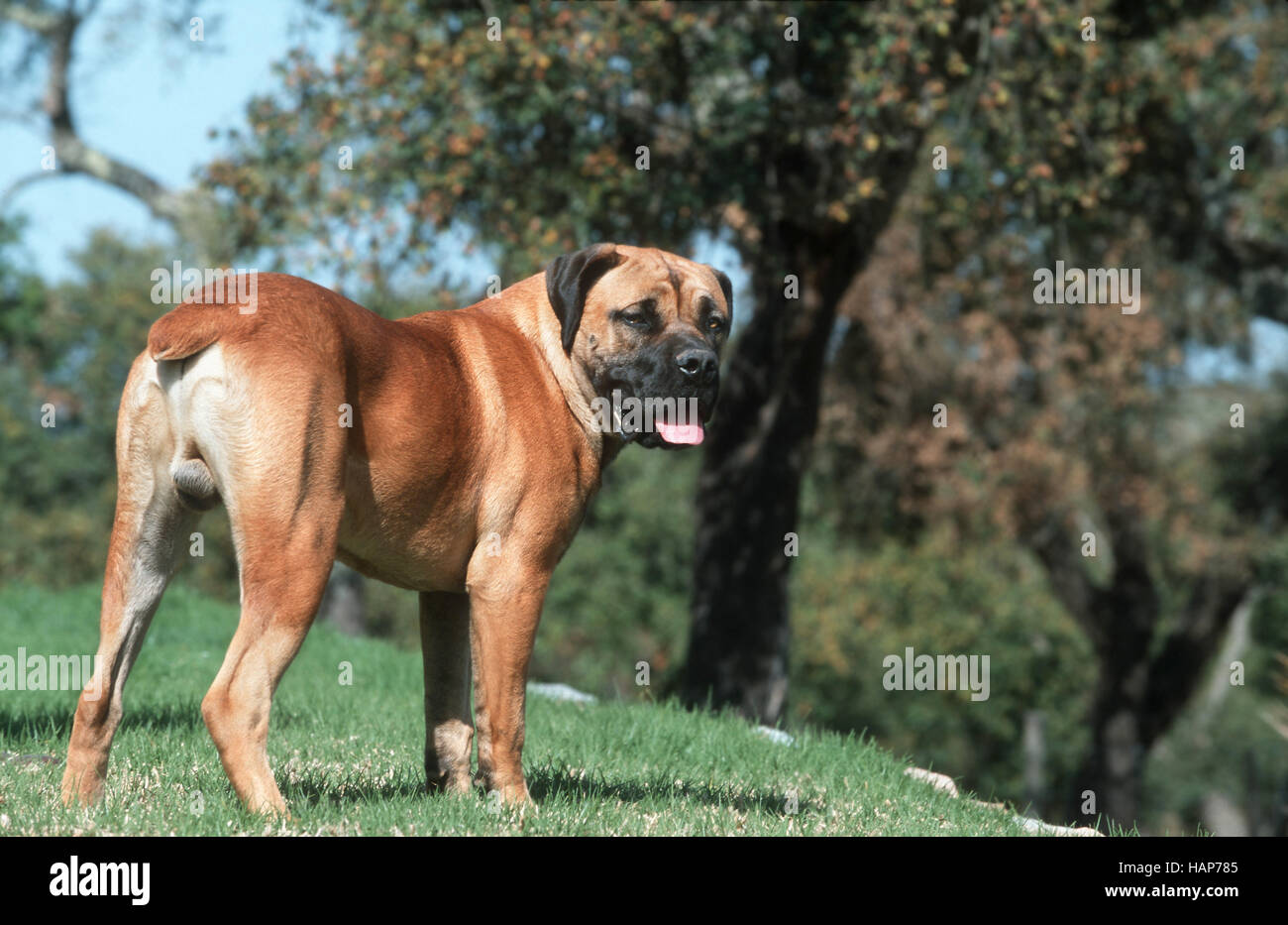 African Hound Dog High Resolution Stock Photography and Images - Alamy