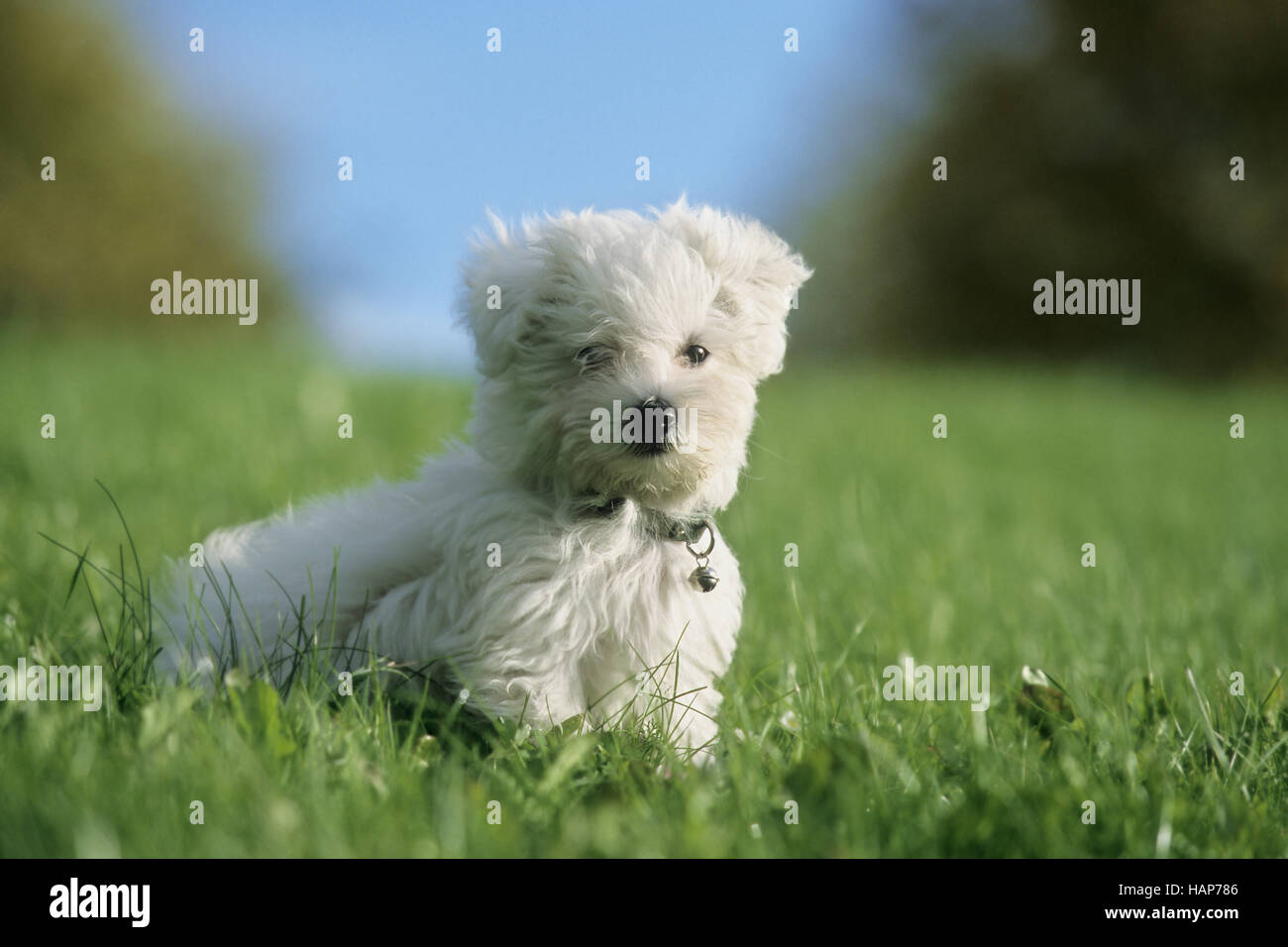 Bologneser hi-res stock photography and images - Alamy